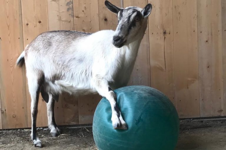 French Alpine Goats - Breed Profile - Goat Journal